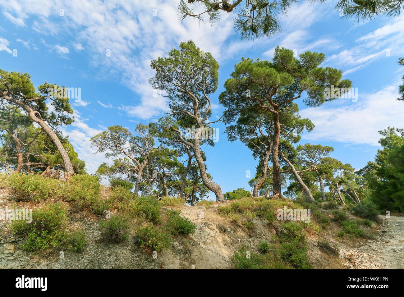 Umbrella Pines shown from below. Blue sky and clouds over branches of ...