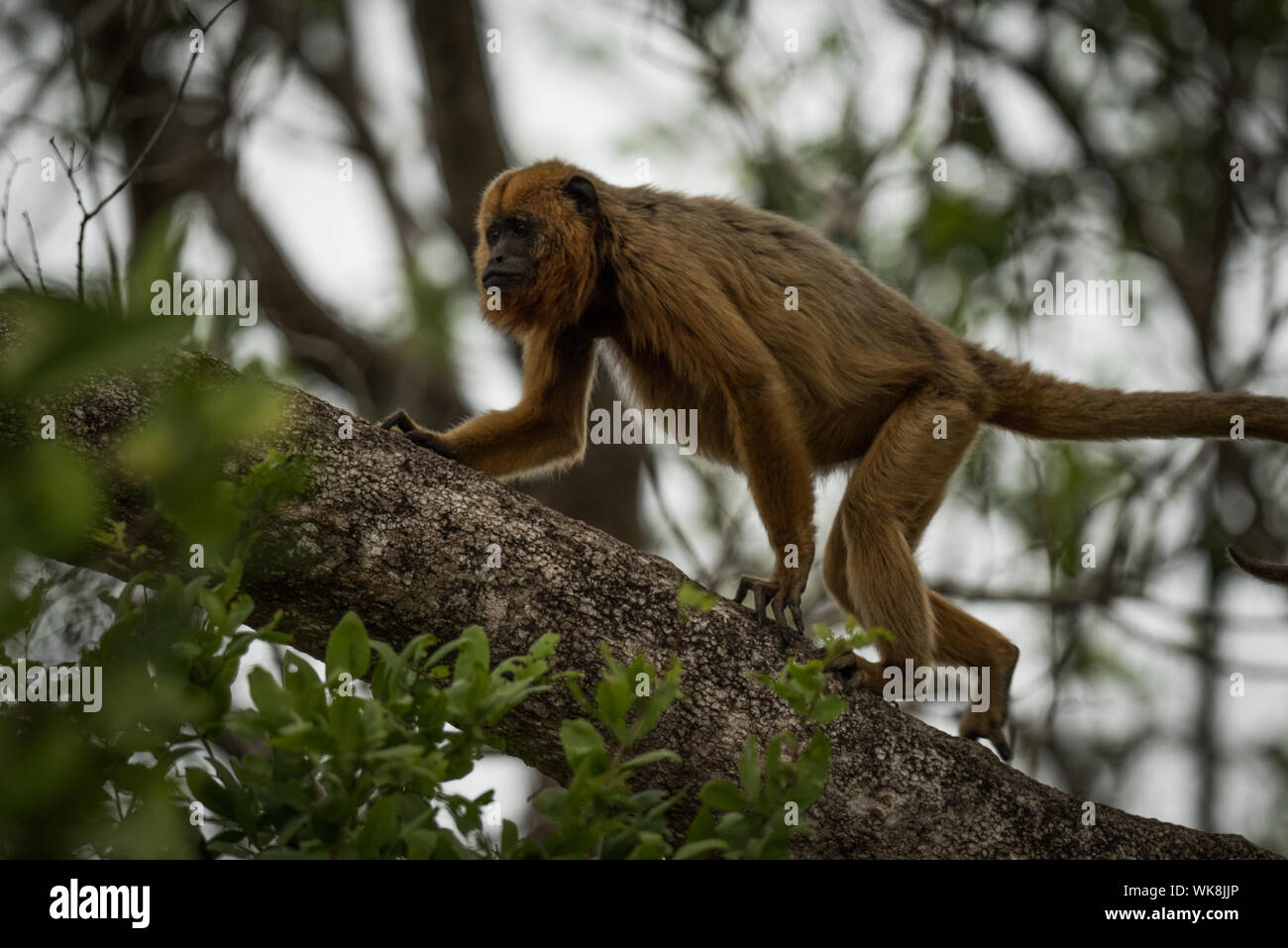 Black howler monkey hi-res stock photography and images - Alamy