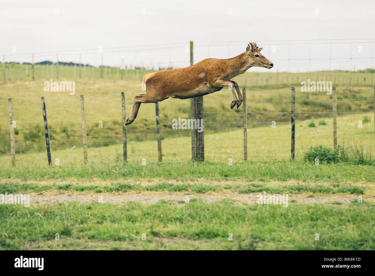 Deer jumping hi-res stock photography and images - Alamy