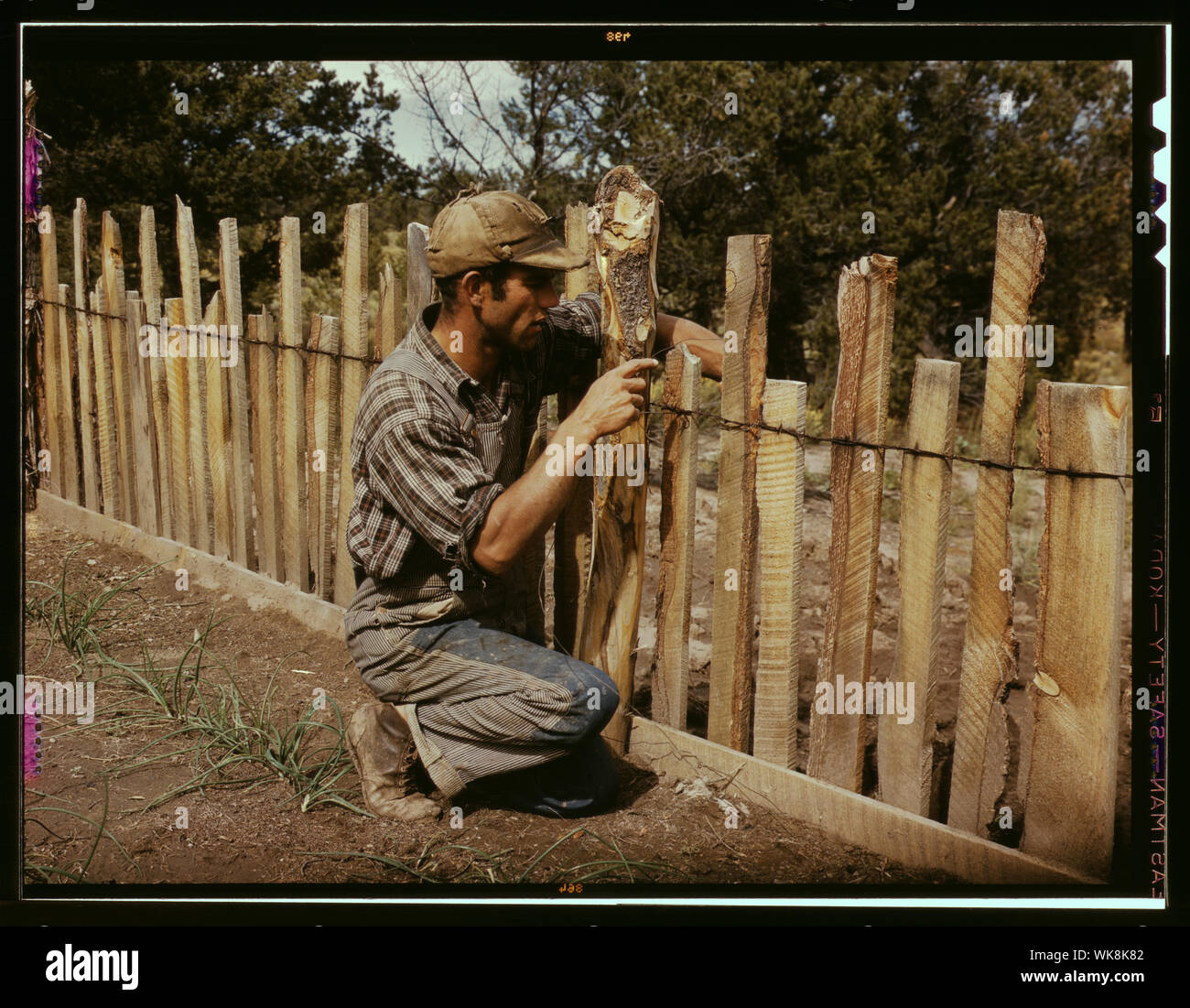 Jack Whinery, homesteader, repairing fence which he built with slabs ...