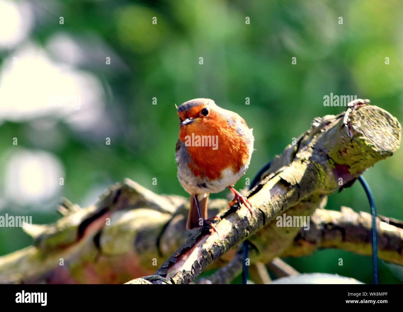 American Robin Cute Bird High Resolution Stock Photography and Images ...