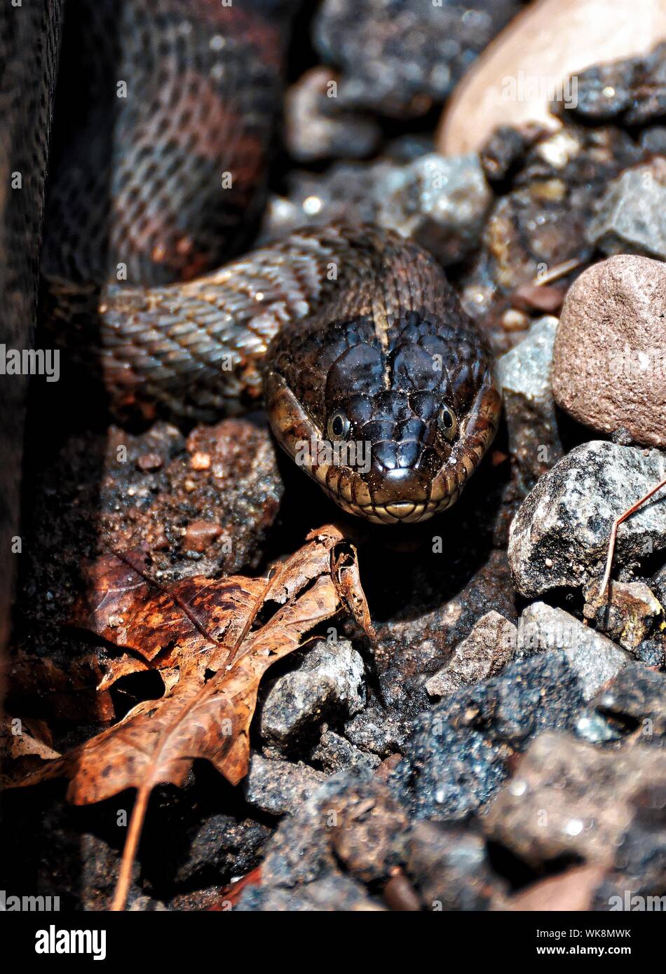 Snake looking at camera hi-res stock photography and images - Alamy