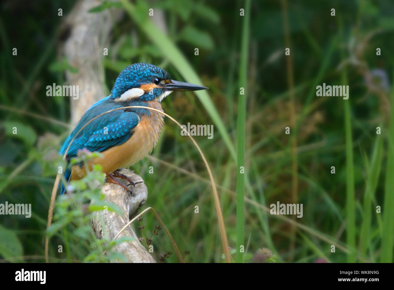 common kingfisher (Alcedo atthis) perching on a branch in the reeds ...
