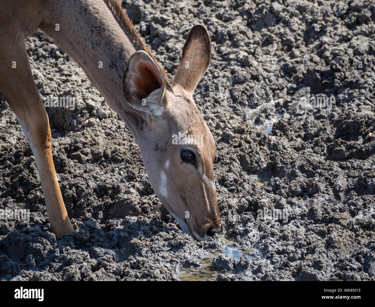 Antelope drinking water hi-res stock photography and images - Alamy