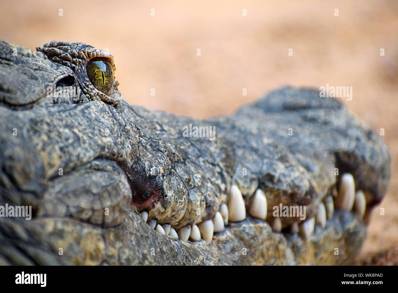 Cayman caiman hi-res stock photography and images - Alamy