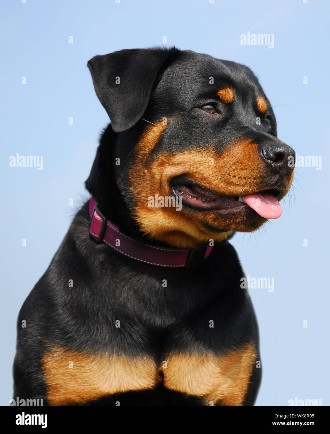 Are Rottweilers Good Protection Dogs