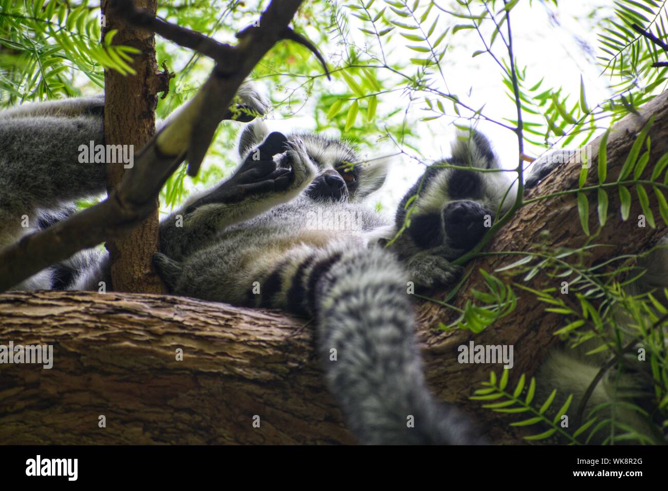 Group of ring-tailed lemurs (Lemur catta) sleeping over treetop. Group ...