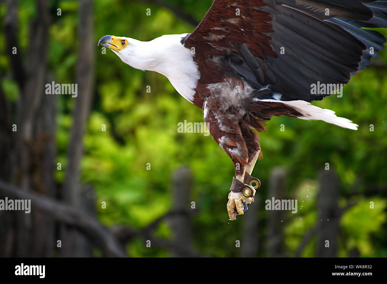 Close-up and sharp view African fish eagle or African sea eagle ...