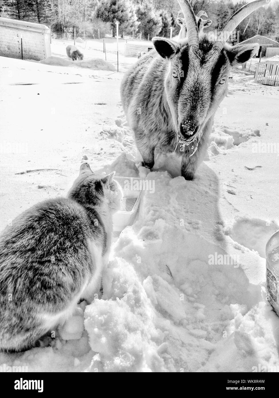 Cat goat hi-res stock photography and images - Alamy