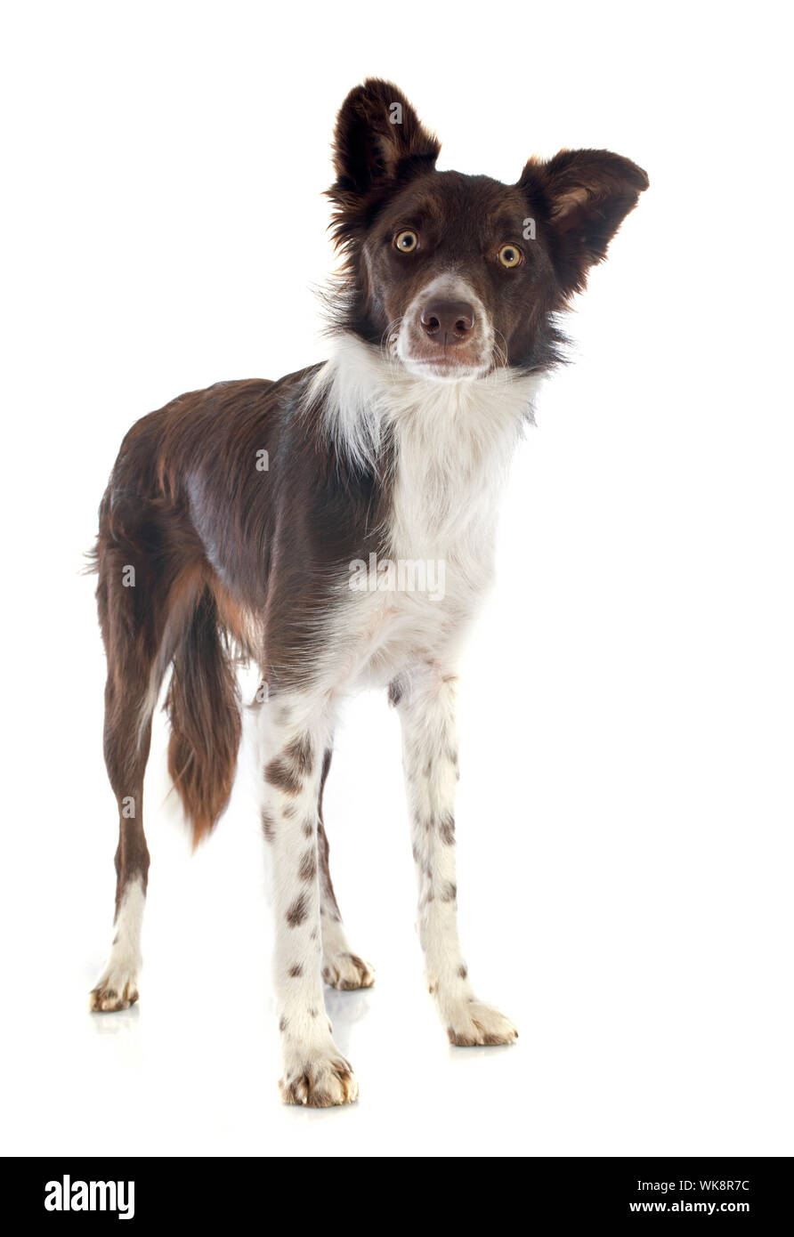 Border collie female dog Cut Out Stock Images & Pictures - Alamy