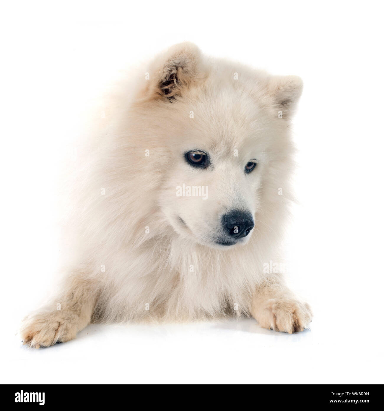 purebred Samoyed in front of white background Stock Photo - Alamy