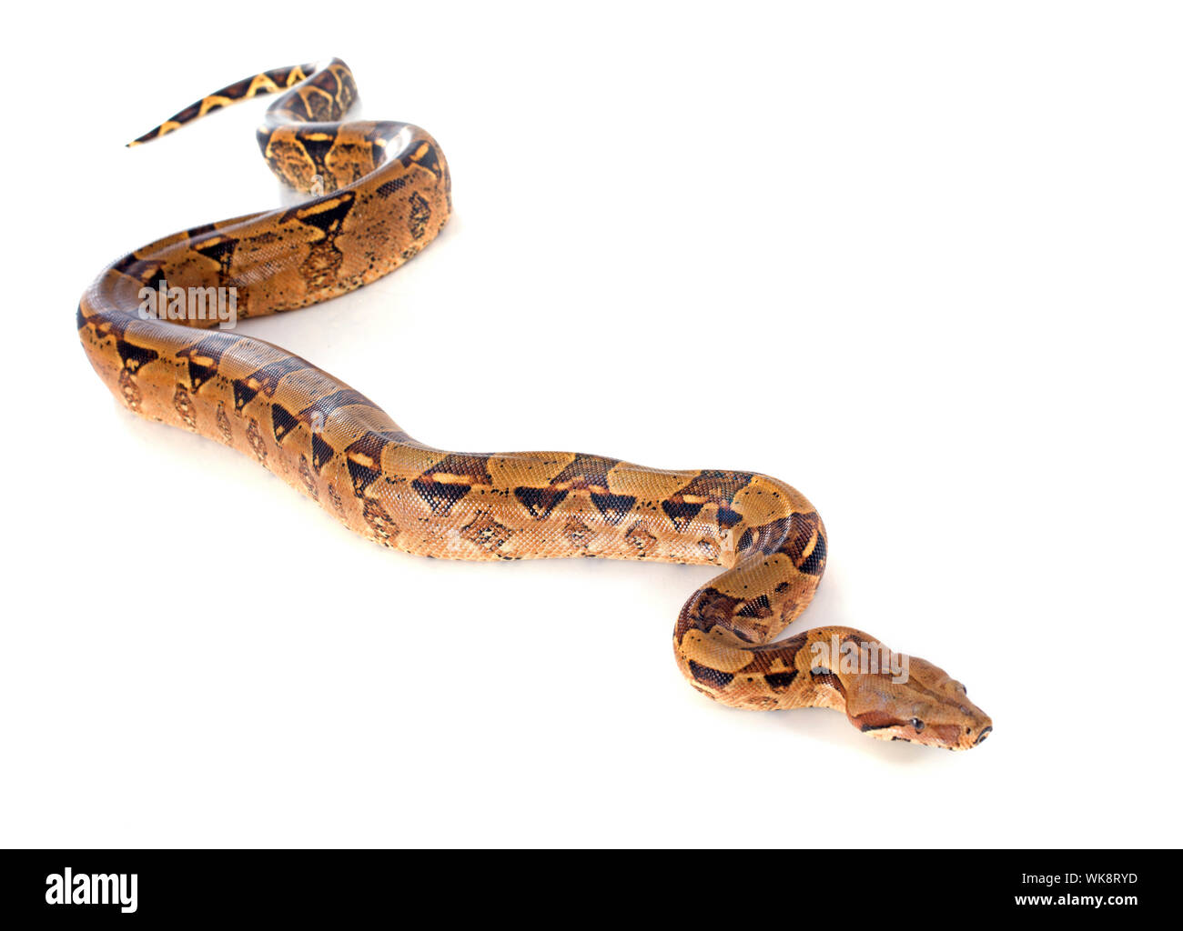 Boa constrictor in front of white background Stock Photo - Alamy