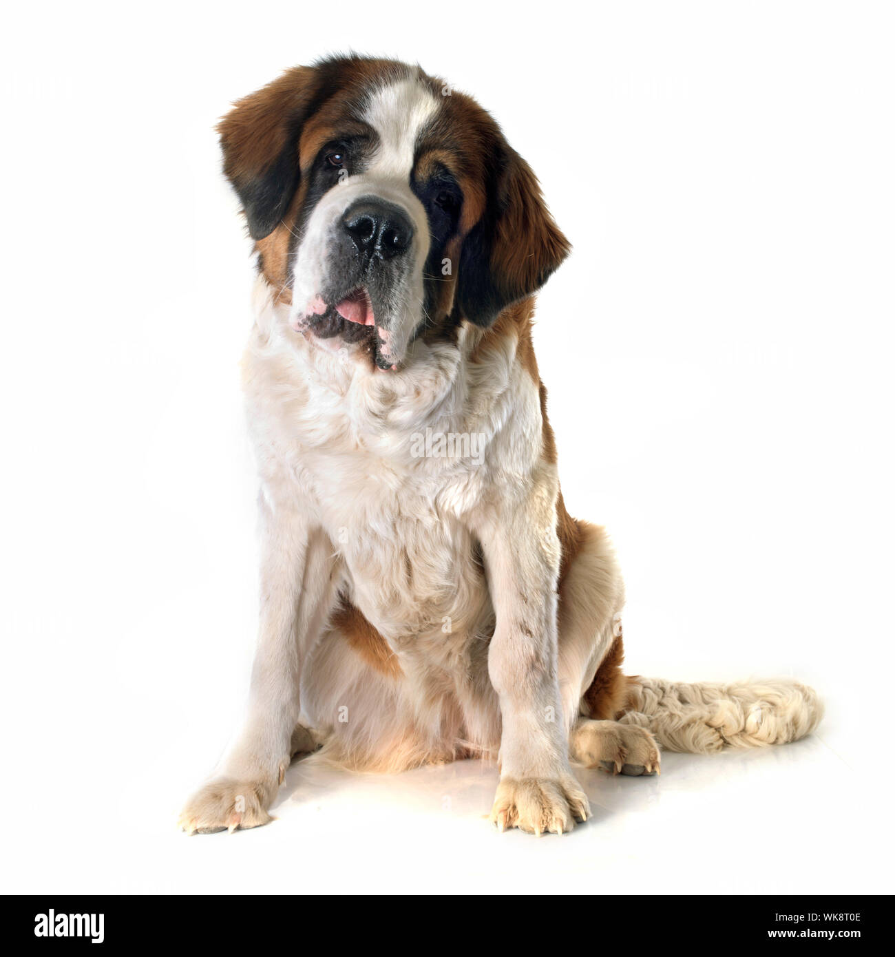 portrait of a purebred Saint Bernard in front of white background Stock ...