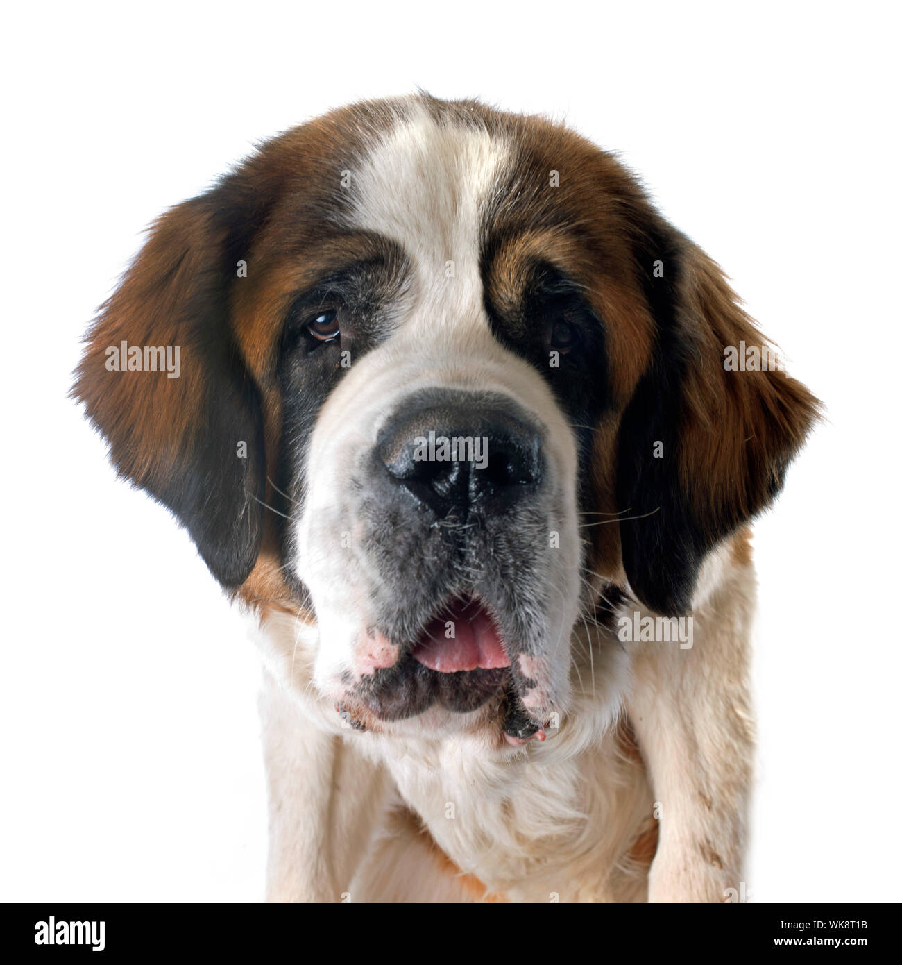 portrait of a purebred Saint Bernard in front of white background Stock ...