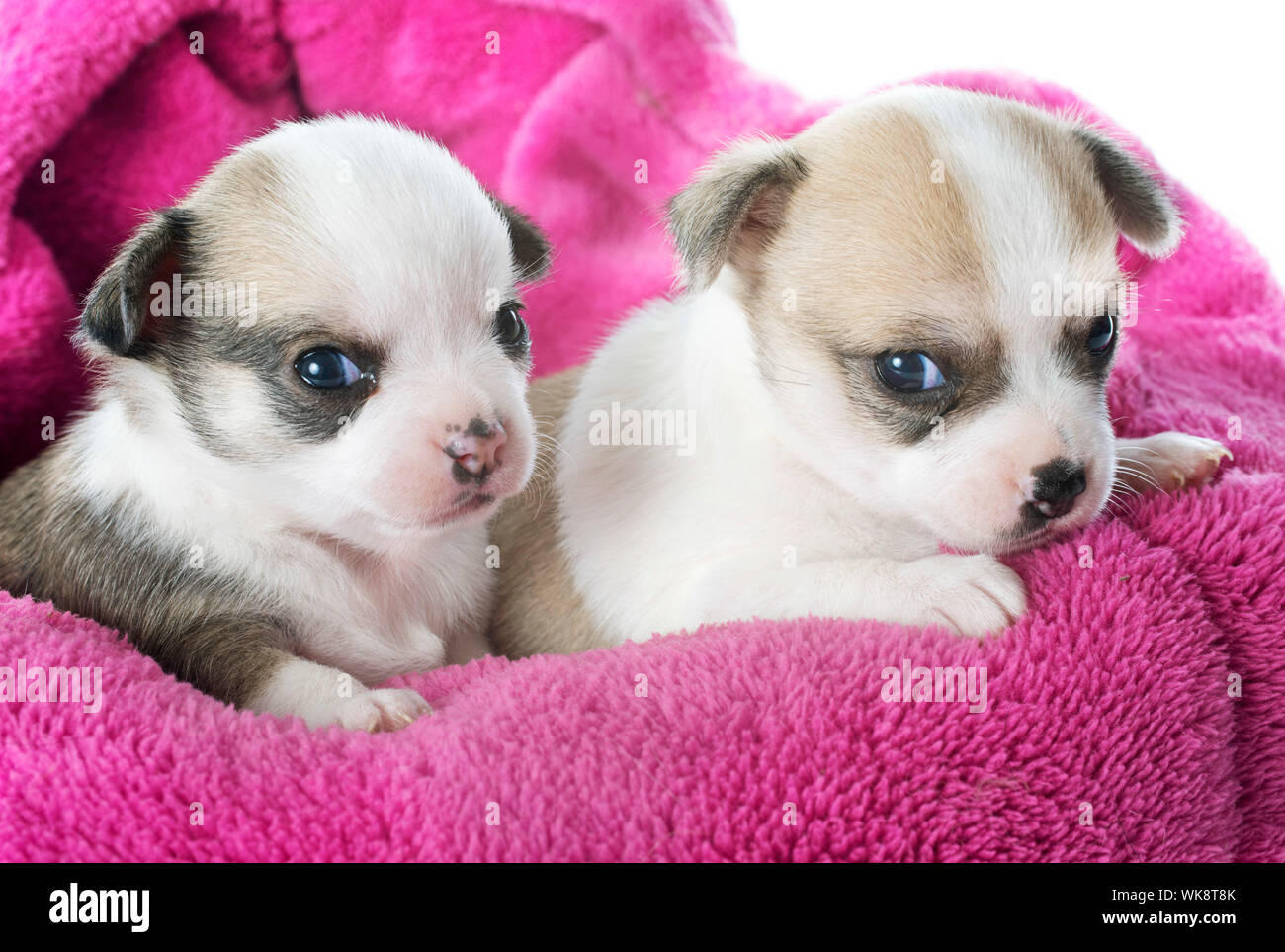 portrait of purebred puppies chihuahua in front of white background ...