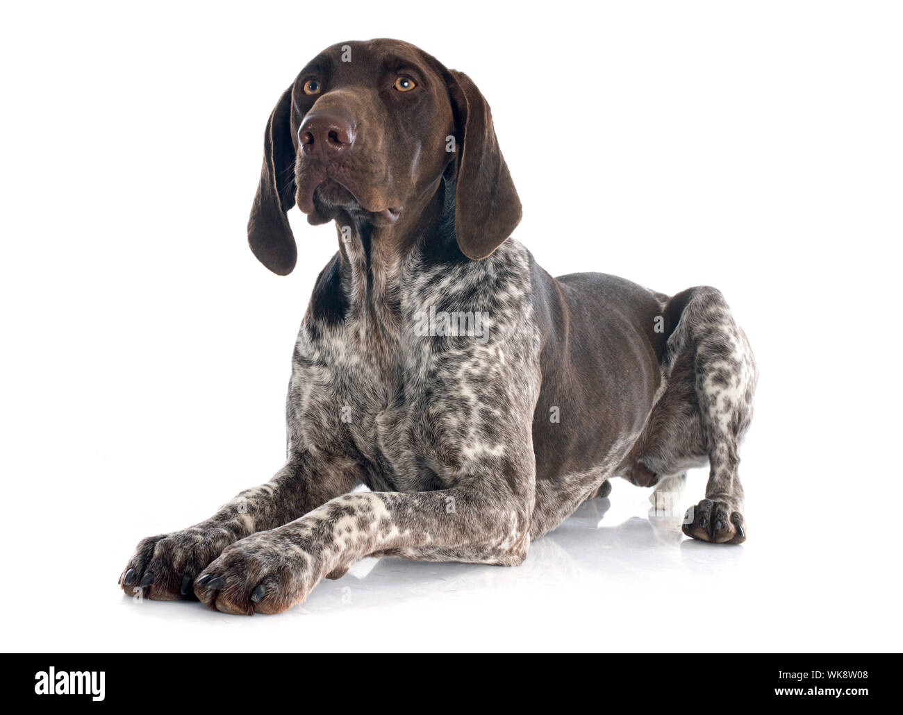 German Shorthaired Pointer in front of white background Stock Photo - Alamy