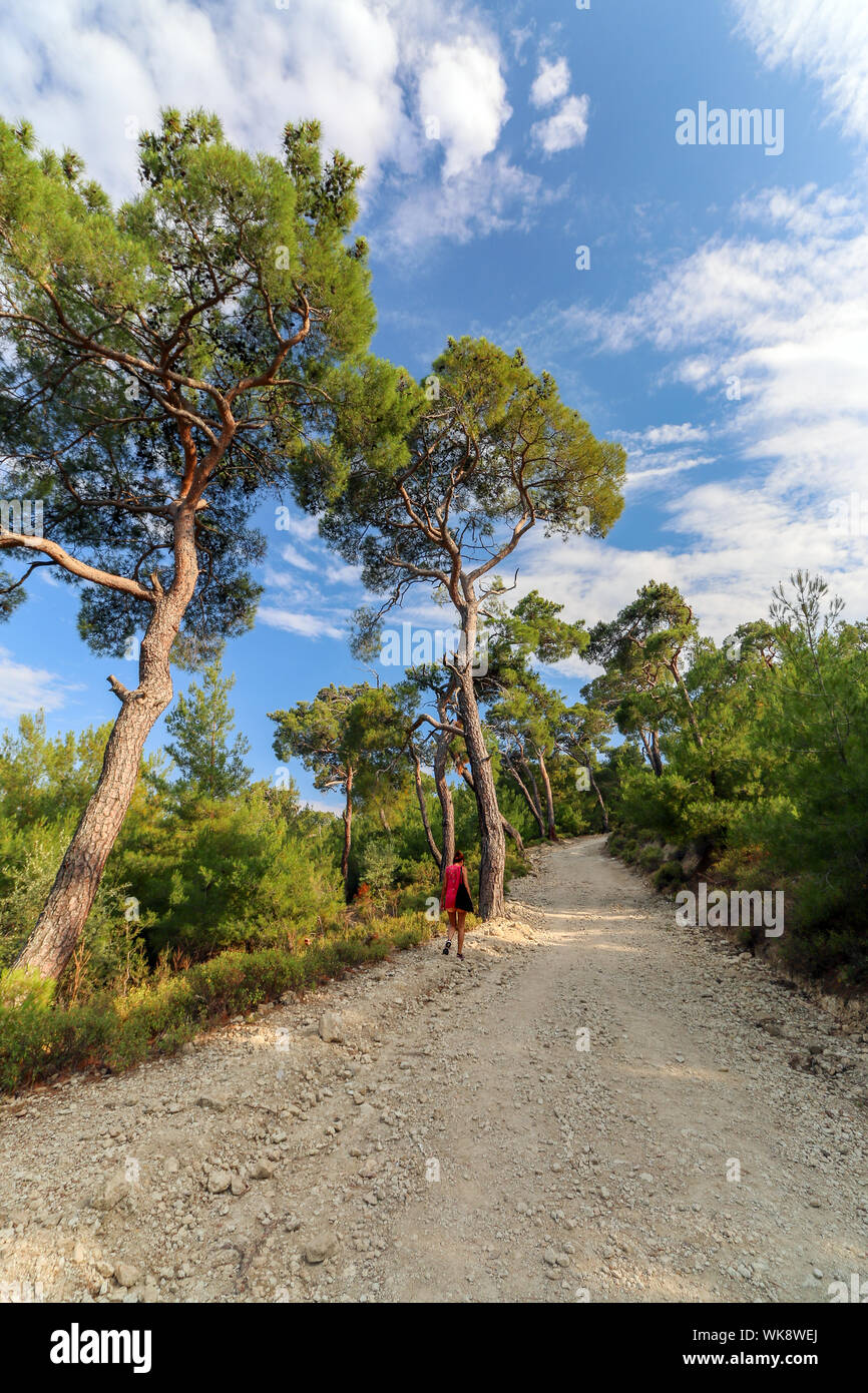 Italian umbrella pine trees on a dirt road on way to Altar of Zeus at ...