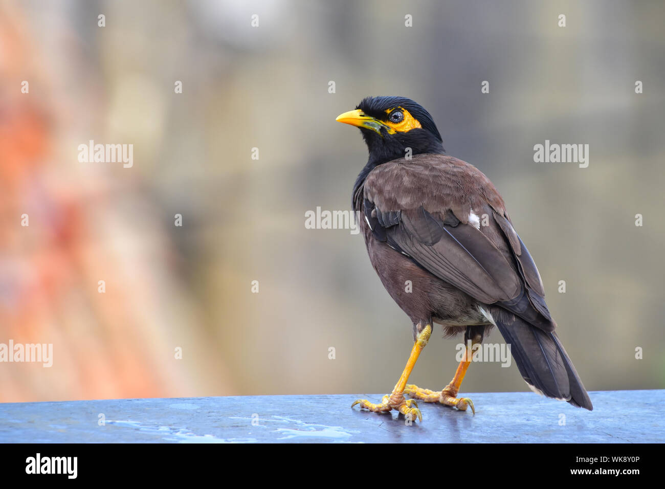 Hill Myna