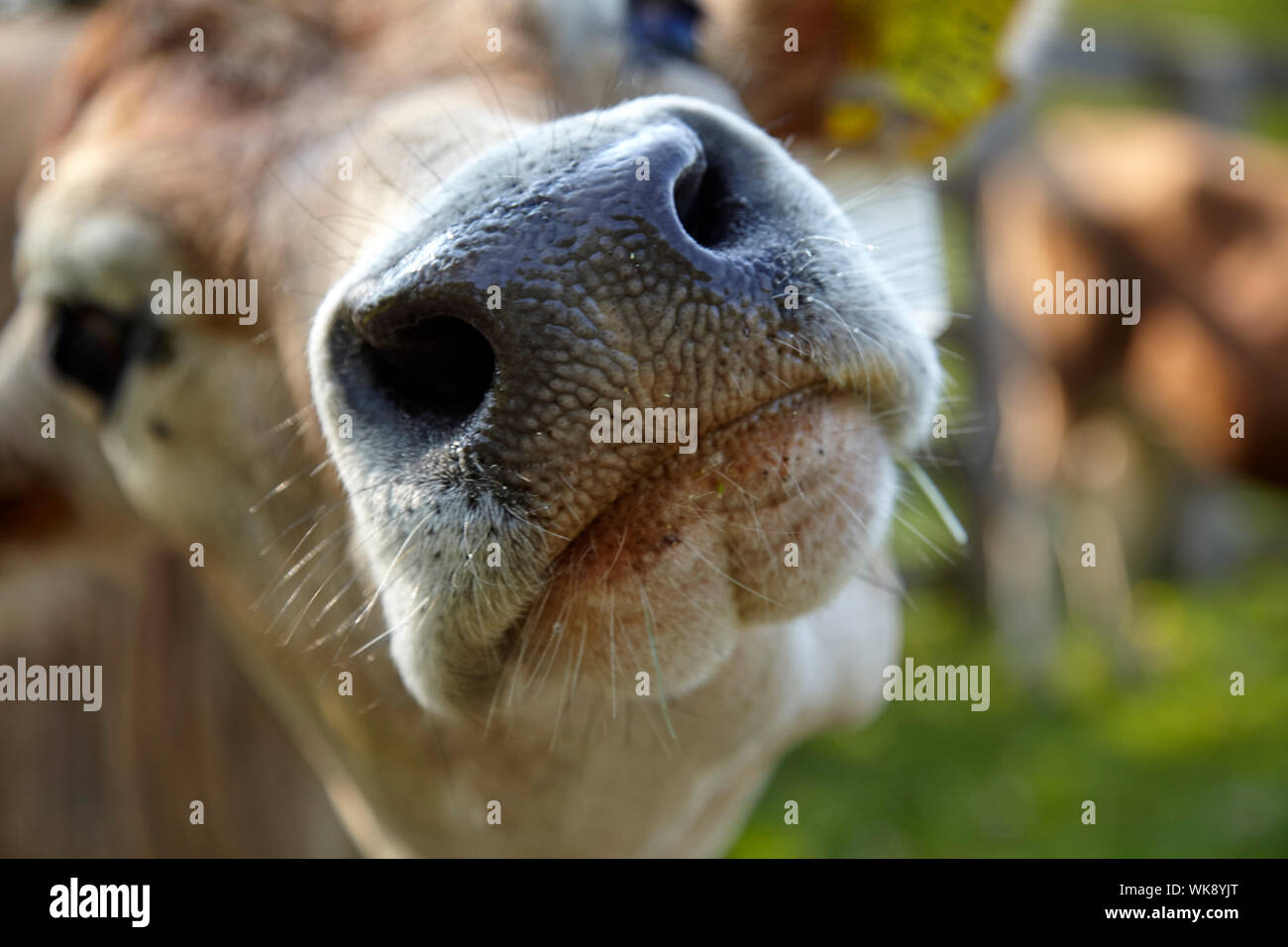 Nostrils hi-res stock photography and images - Alamy