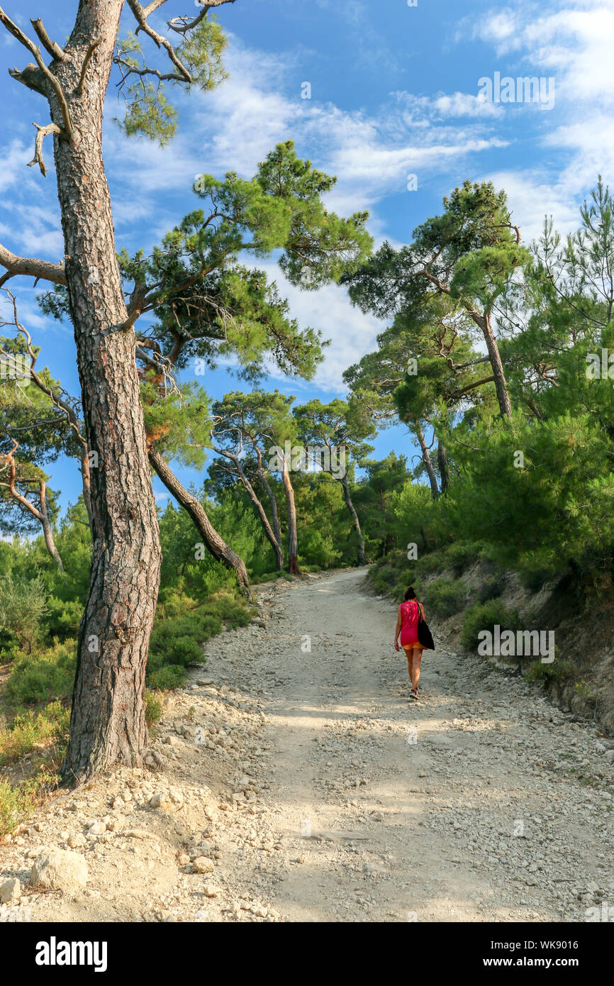Italian stone pine trees on a dirt road to Altar of Zeus at Assos ...