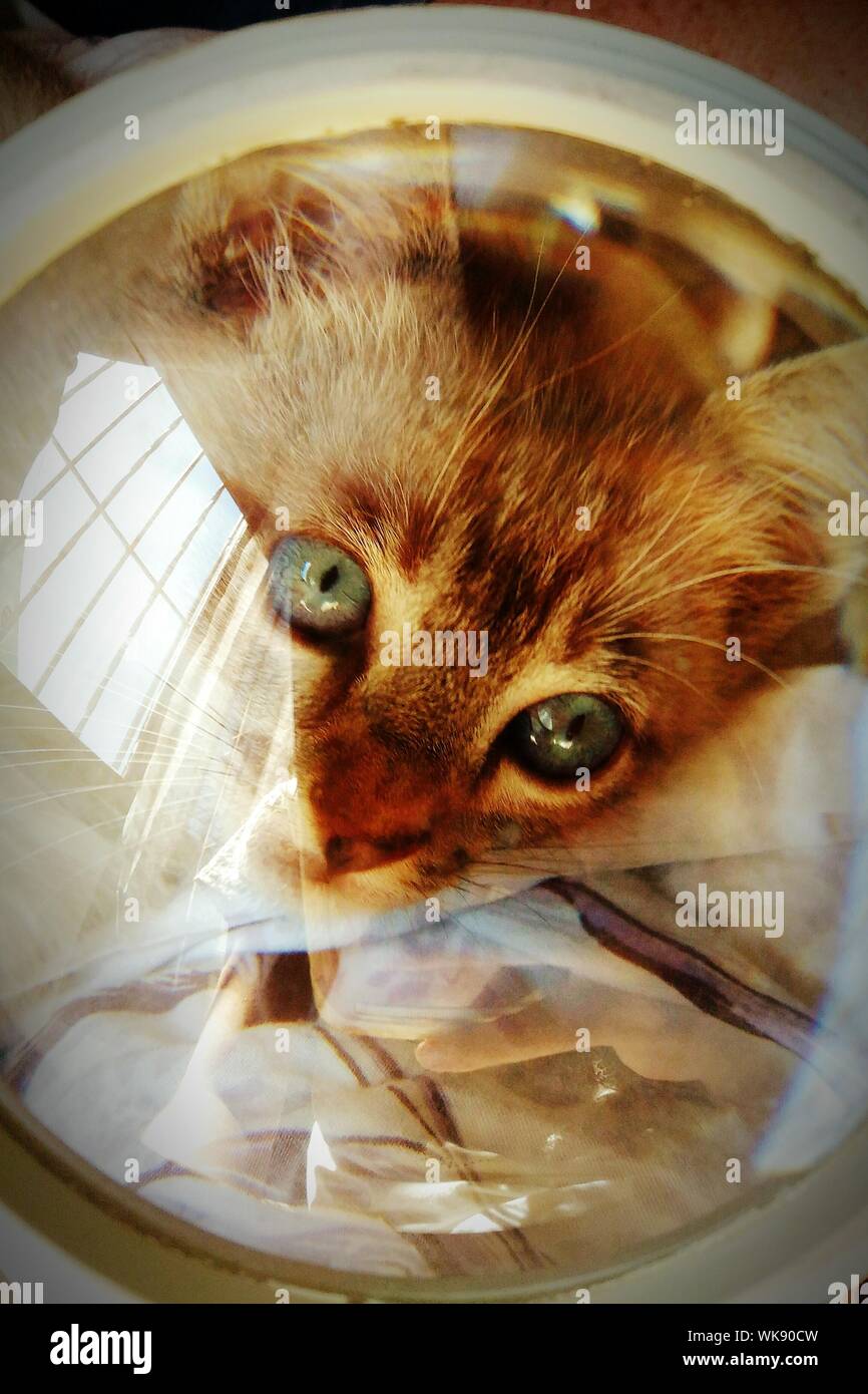 Cat Magnifying Glass High Resolution Stock Photography and Images - Alamy