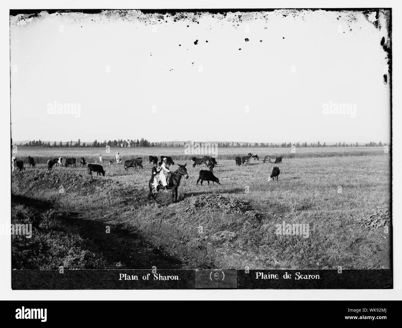 Plain Of Sharon High Resolution Stock Photography and Images - Alamy