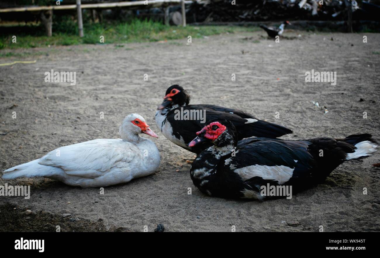 Female muscovy ducks hi-res stock photography and images - Alamy