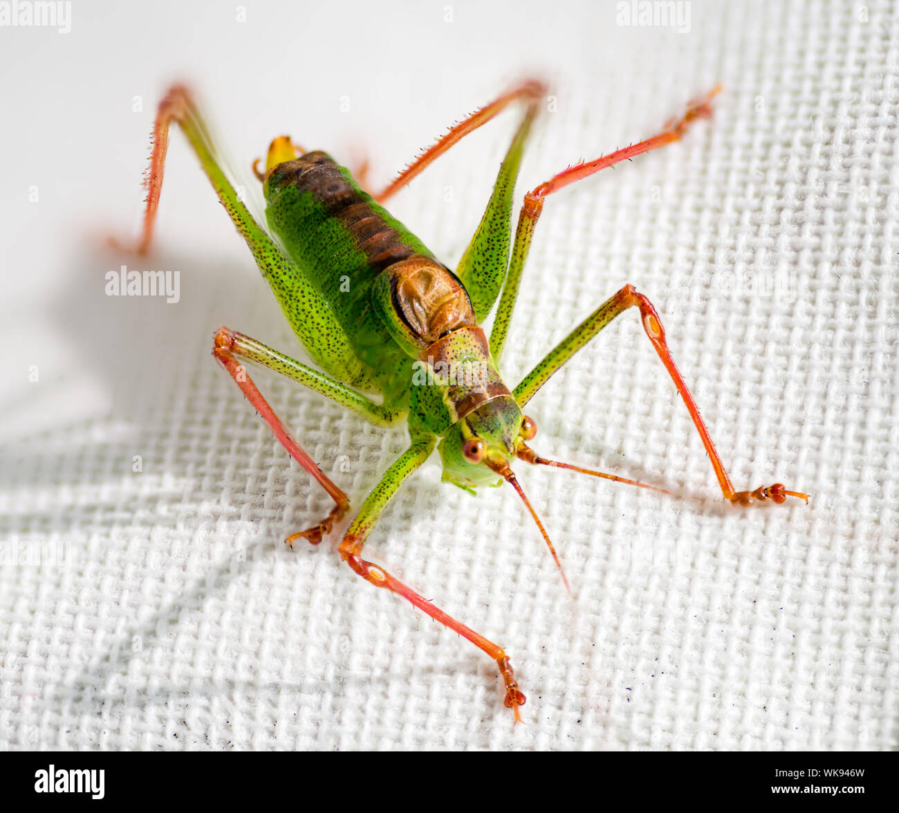 Grasshopper locust front view hi-res stock photography and images - Alamy