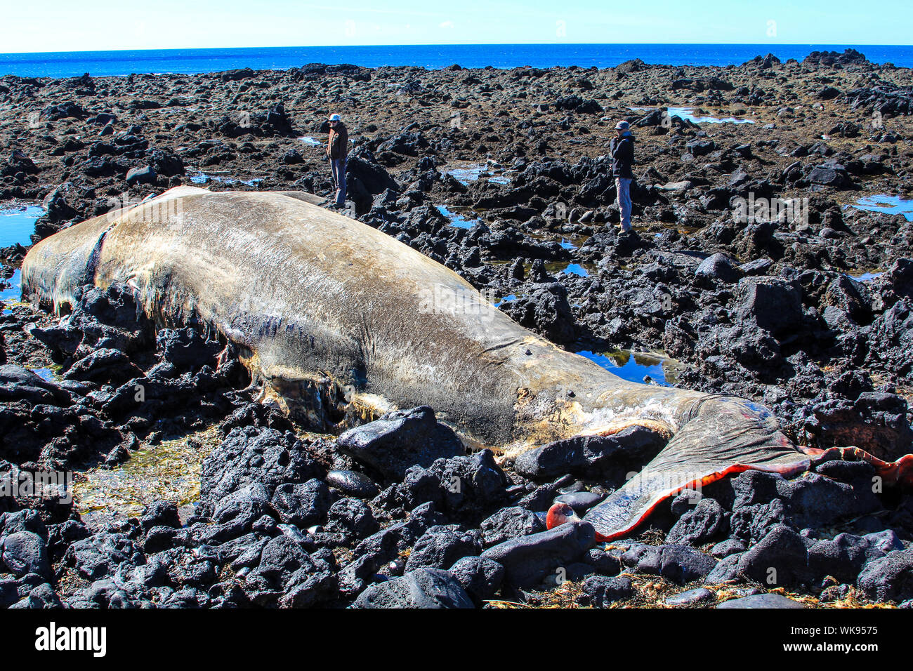 Whale Rescue Beach High Resolution Stock Photography and Images - Alamy