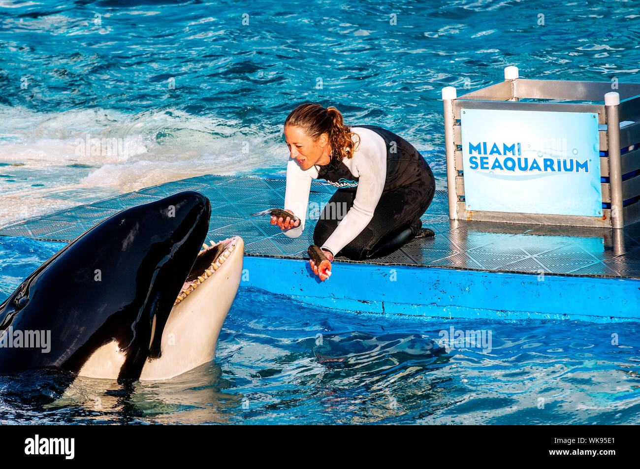 MIAMI,US - JANUARY 24,2014: Lolita,the killer whale at the Miami ...