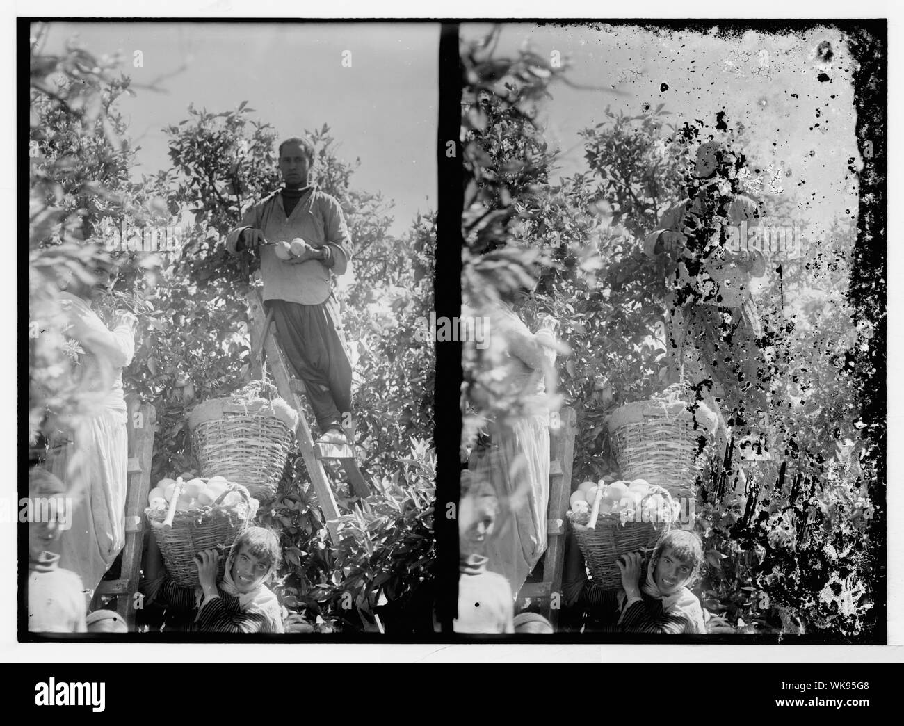 Jaffa. Packing & exporting oranges Stock Photo - Alamy