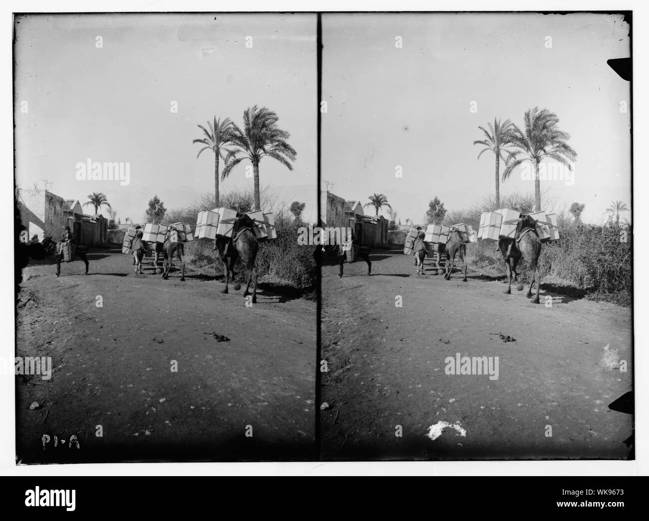 Jaffa orange culture. Camels carrying boxes of oranges to the port ...