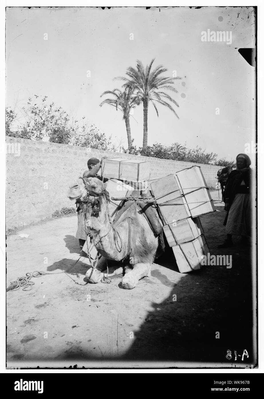 Harvesting orange fruit Black and White Stock Photos & Images - Alamy