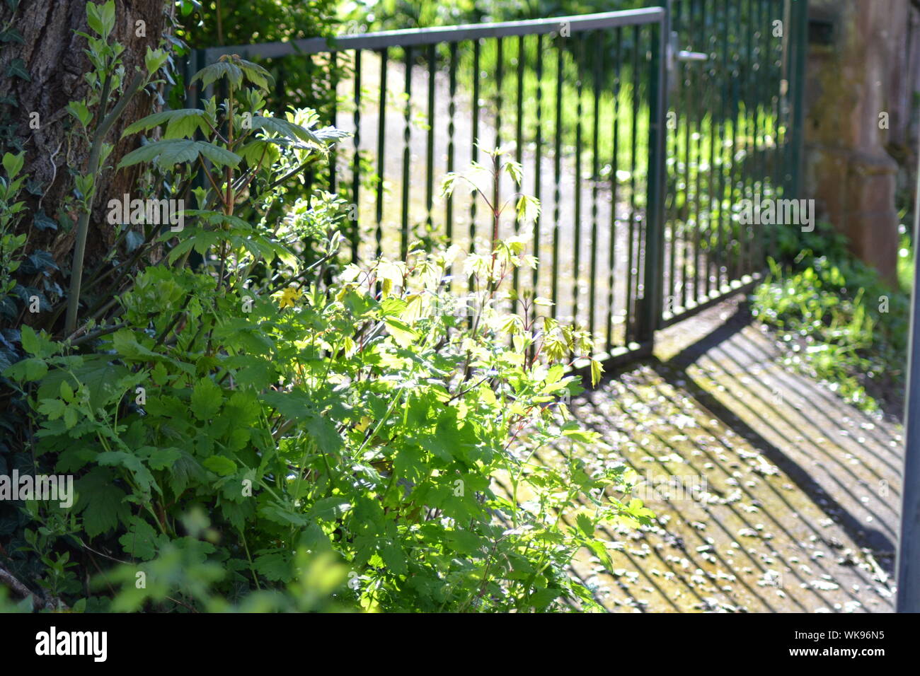 Gate plants hi-res stock photography and images - Alamy