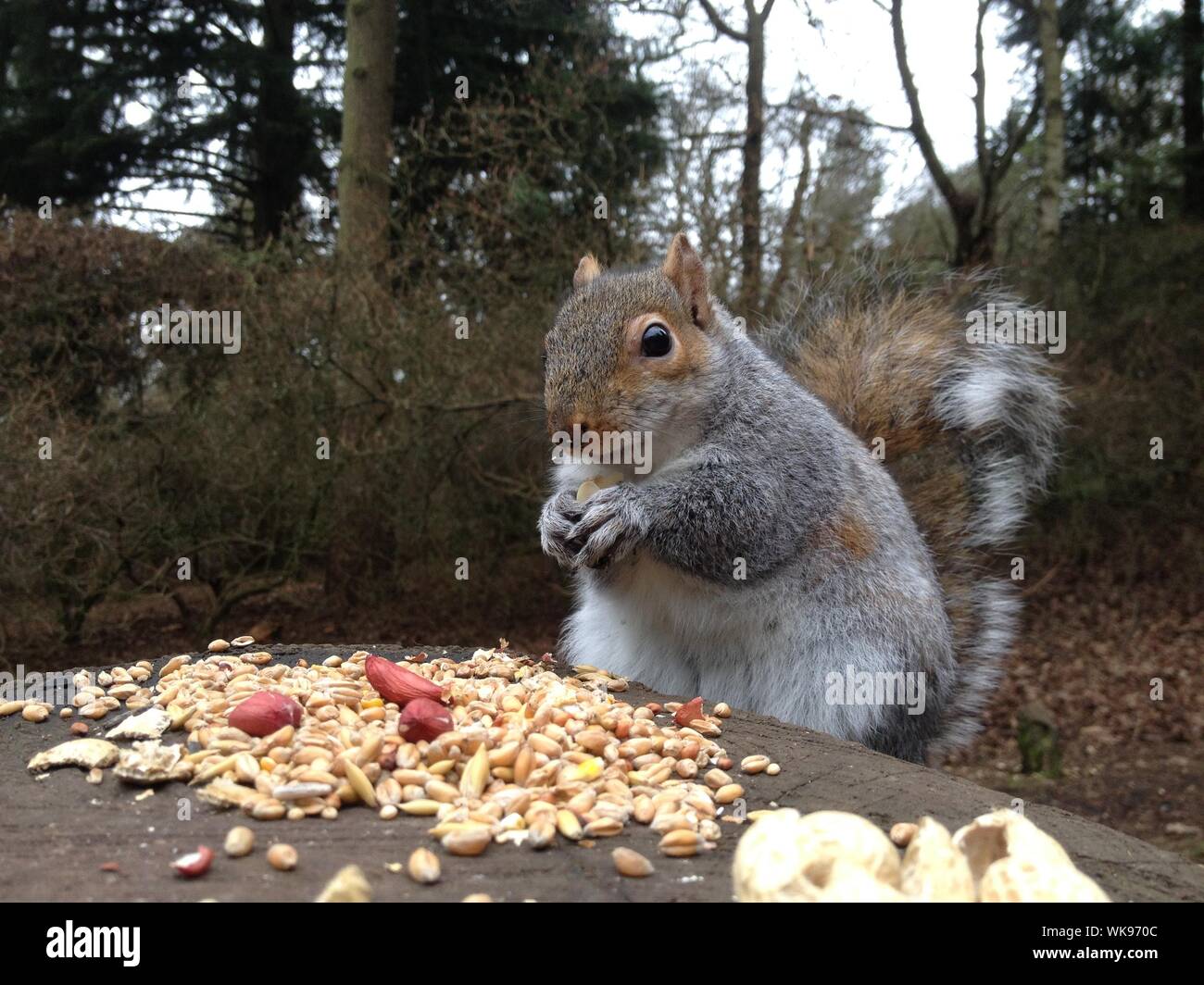 View Of An Animal Eating Stock Photo - Alamy