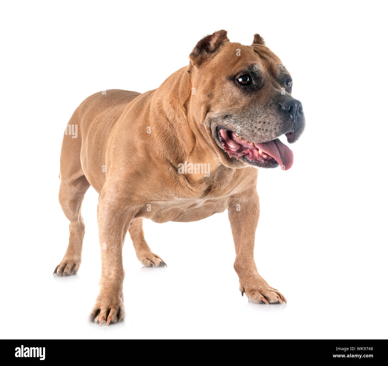 old american staffordshire terrier in front of white background Stock ...
