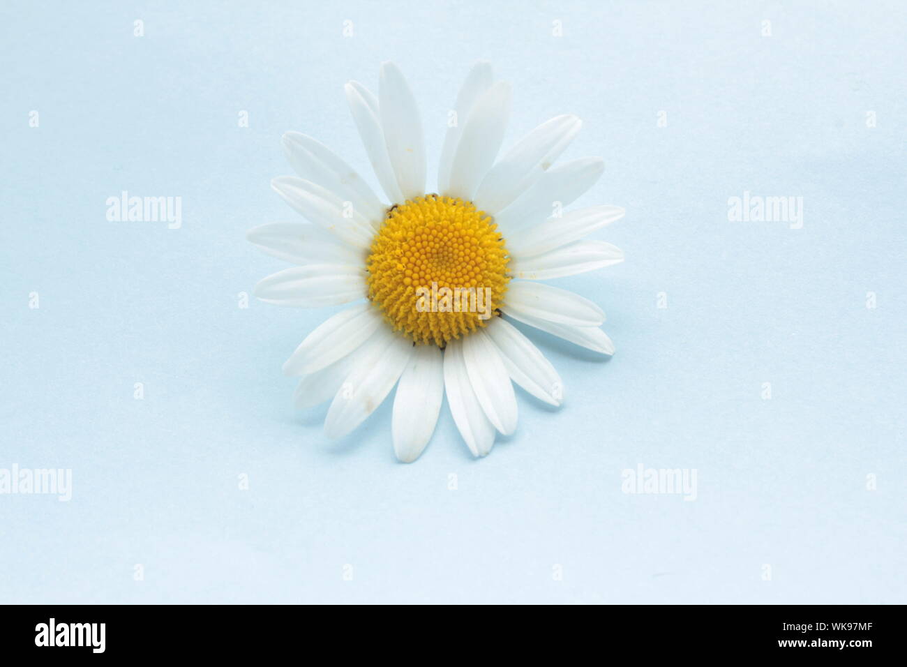 Light blue flower hi-res stock photography and images - Alamy