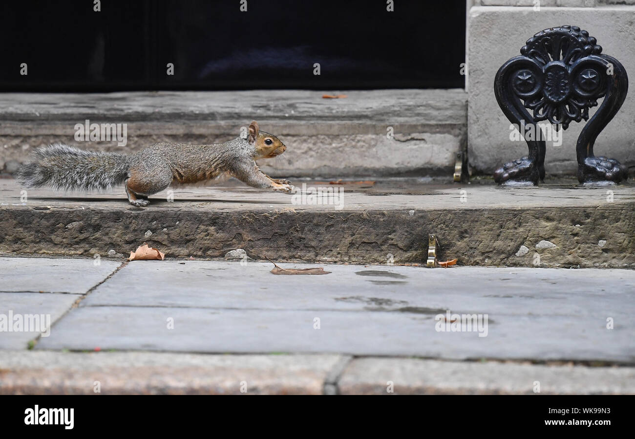 A squirrel in Downing Street, London, as ministers leave following a ...