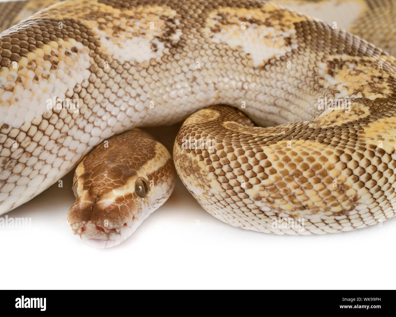 Ball python in front of white background Stock Photo - Alamy