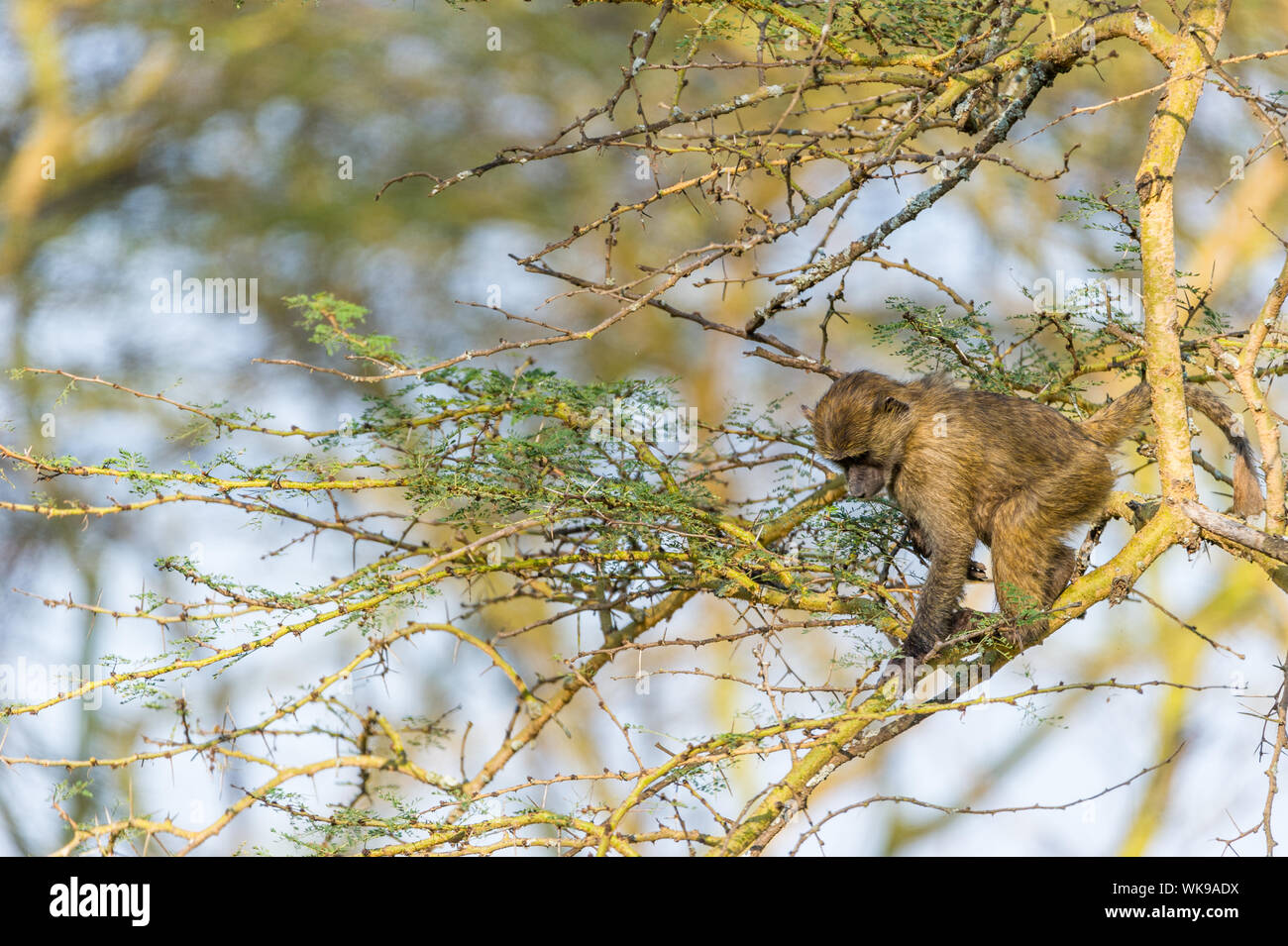 Baboon climbing tree hi-res stock photography and images - Alamy