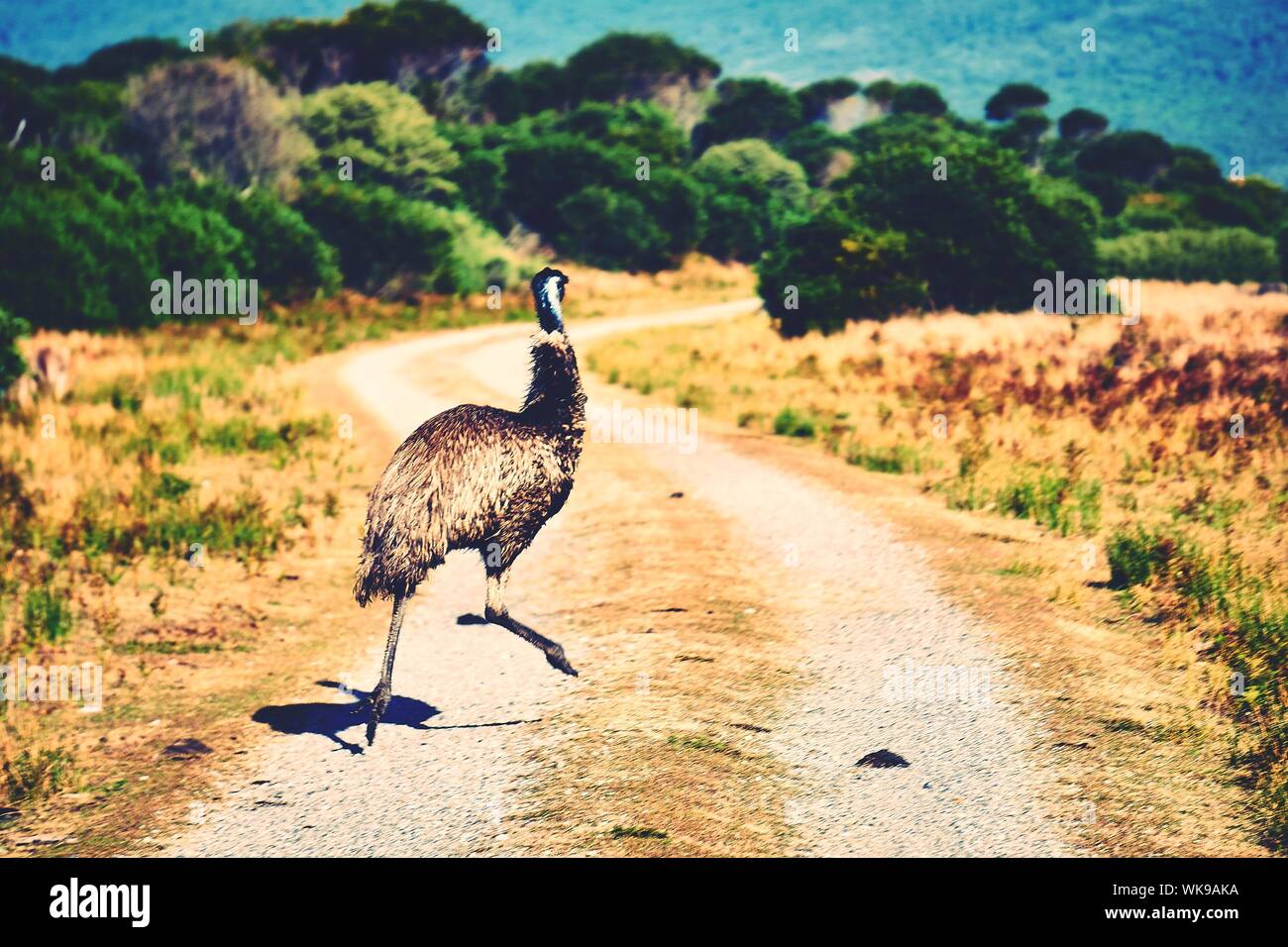 Running ostrich hi-res stock photography and images - Alamy