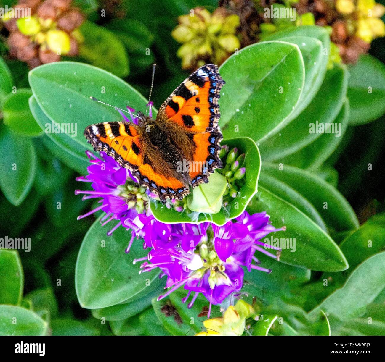 Tortoiseshell butterflies nature closeup insects wildlife butterfly hi ...