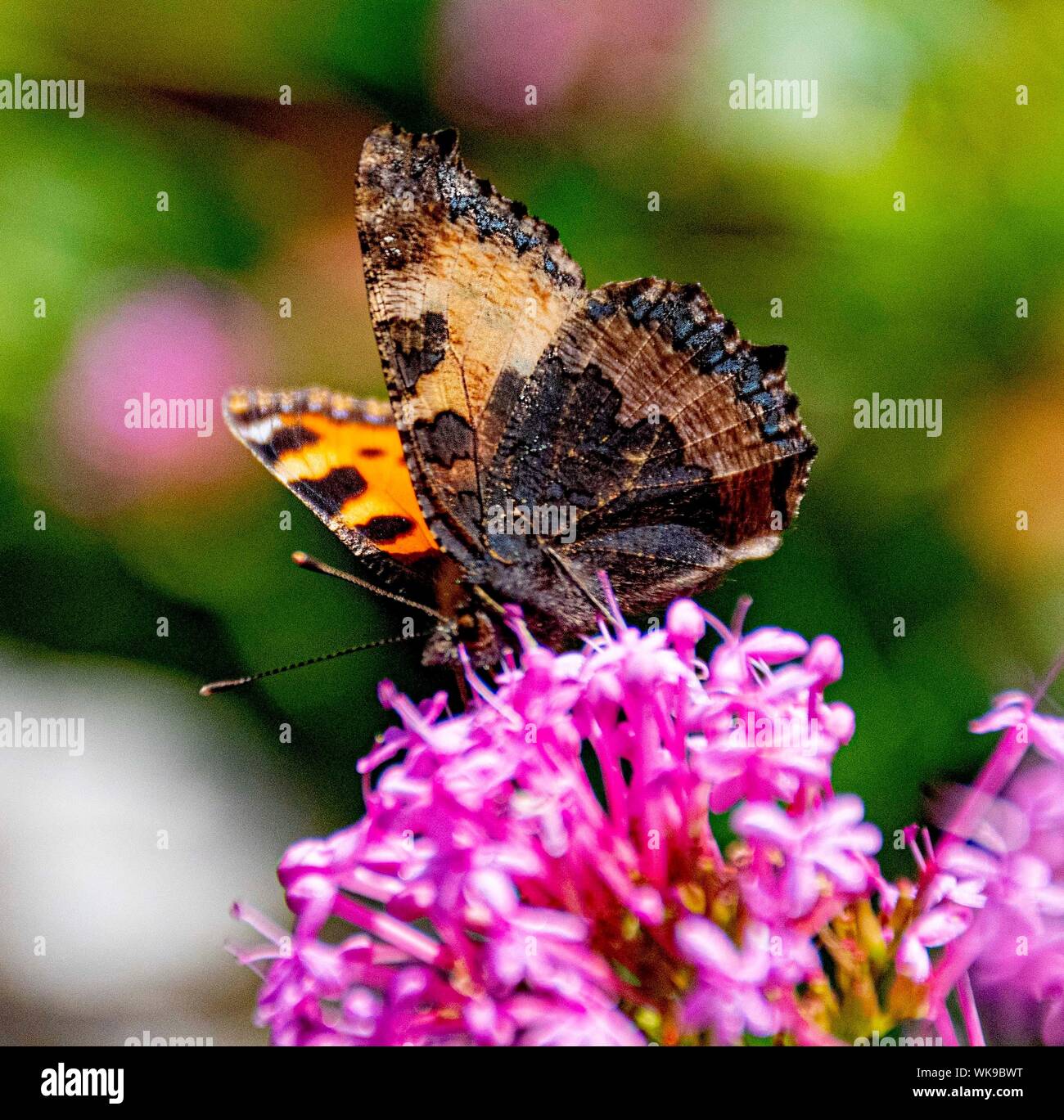 Tortoiseshell colors hi-res stock photography and images - Alamy