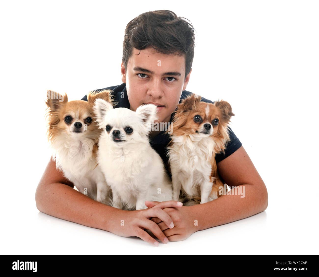 little chihuahuas and owner in front of white background Stock Photo ...
