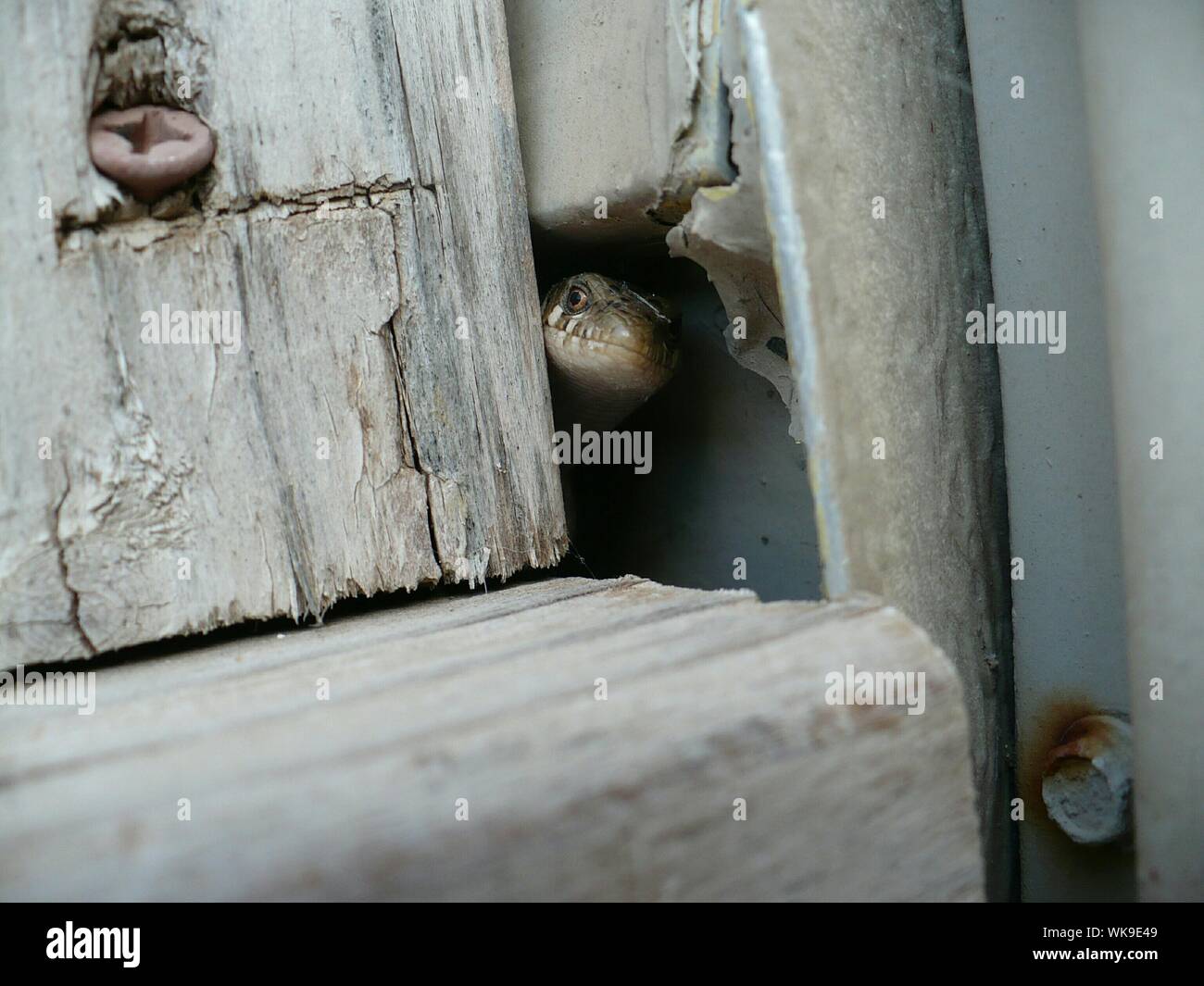 Portrait Of Lizard Amidst Hole In Wood Stock Photo - Alamy