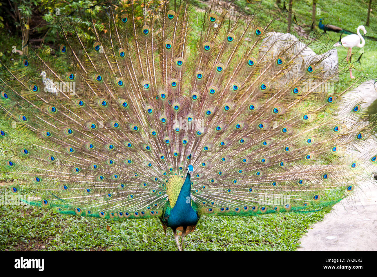 Peacock raising his iridescent green covert feathers with their ...