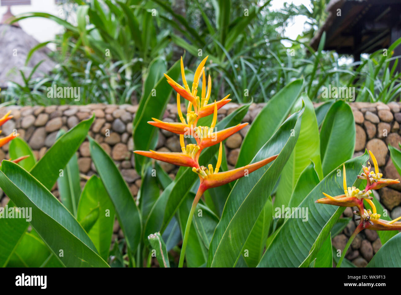 Colorful orange tropical strelitzia flowers Stock Photo - Alamy
