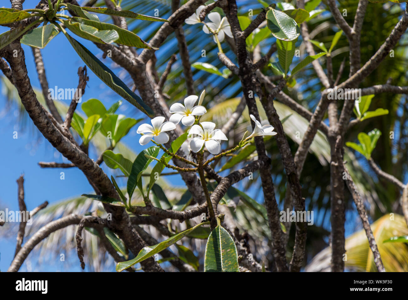 Flowering frangipani tree bali hi-res stock photography and images - Alamy