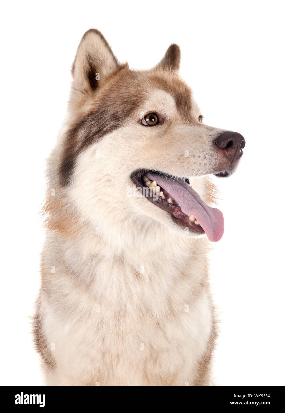 siberian husky in front of white background Stock Photo - Alamy