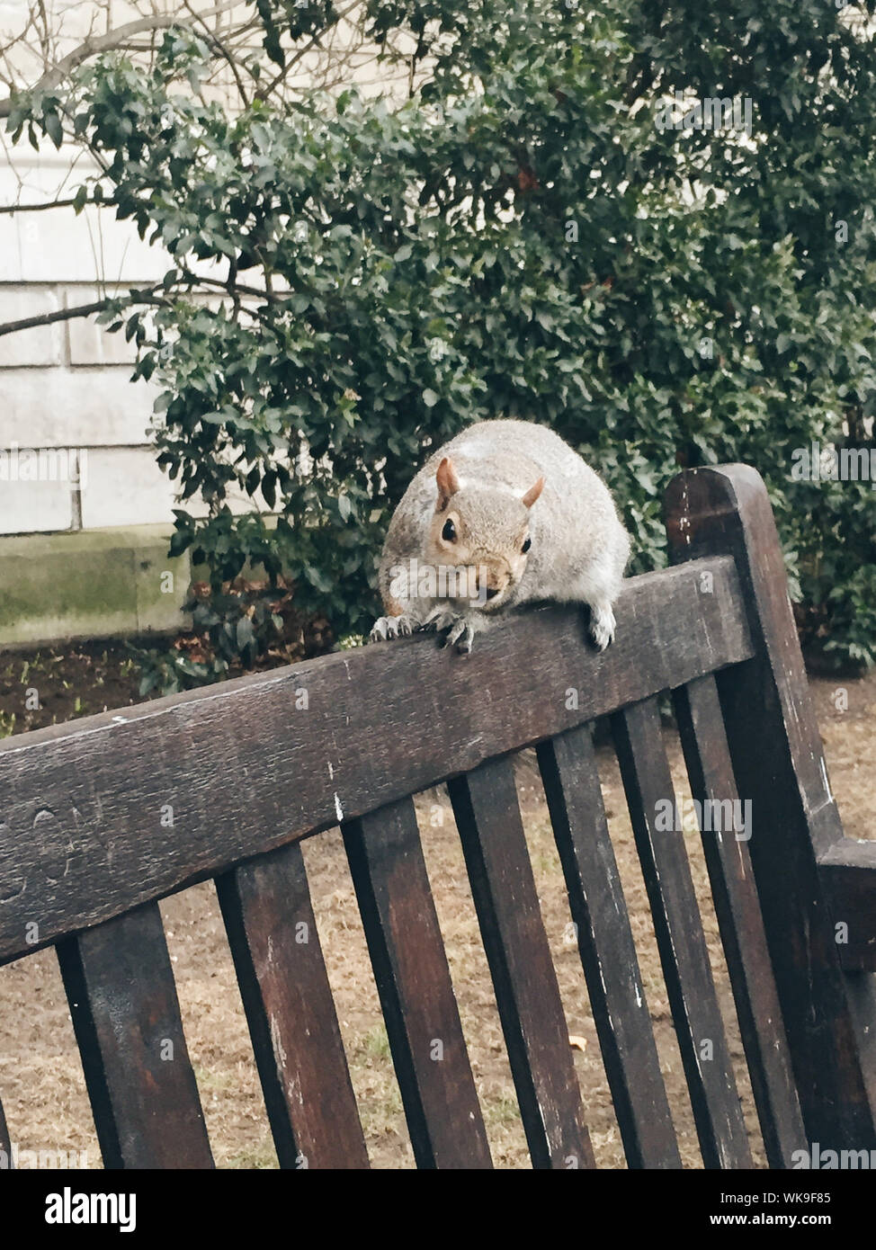 Squirrel Bench High Resolution Stock Photography and Images - Alamy